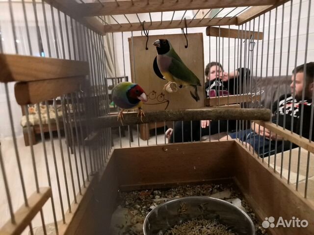 Амадины гульда