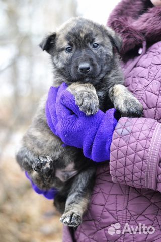 Щенок мальчик пестрого окраса