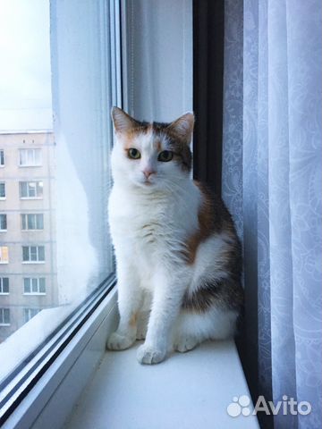 Ласковая кошка Яся ищет дом