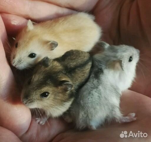 Джунгарские хомячки (клетки, корм, доставка)