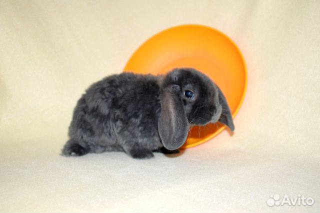 Карликовый рексобаран - плюшевый кролик. Питомник