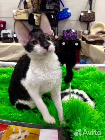 Кошечка Фенечка (Инфинити)