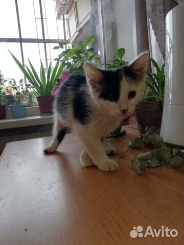 Суперактивная кошечка