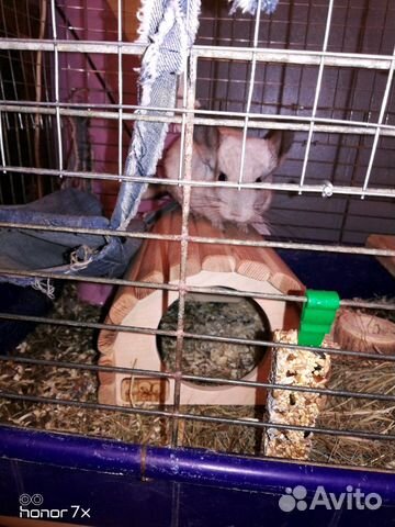 Сладкая парочка шиншилл)