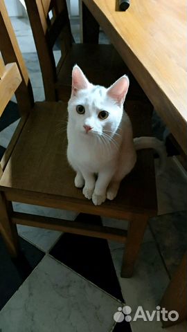 Белые котята от мамы Турецкой Ангоры