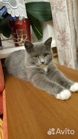 Котенок в добрые руки