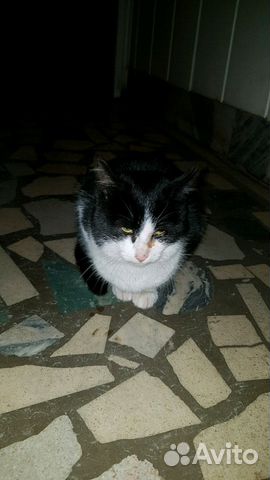 Котёнок с трассы