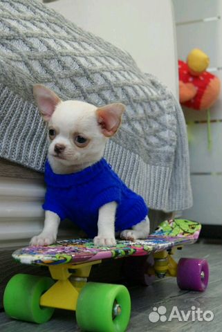 Чихуахуа щеночки красивые окрасы