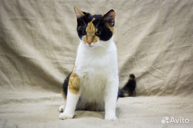 Кошка Ириска в хорошие руки