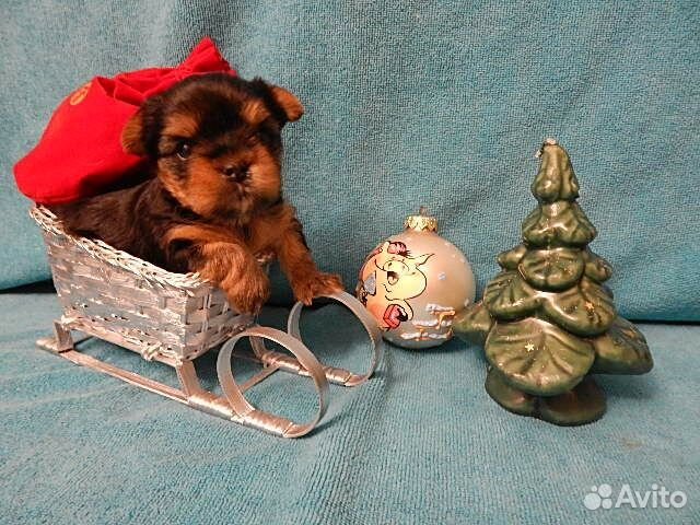 Йорочки беби фейс