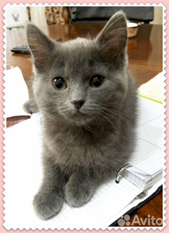 Котенок Иришка