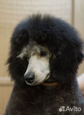 Щенок малого серебристого пуделя