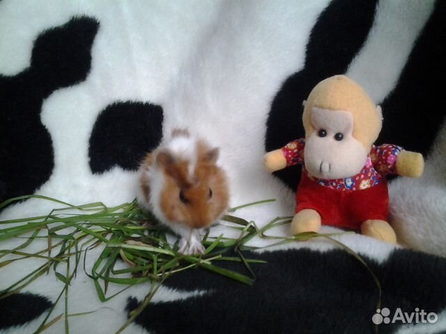 Морская свинка мальчик