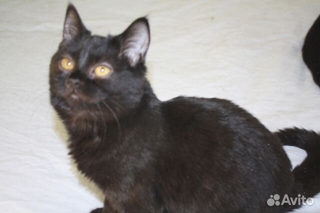 Чёрная -Смолли 3 мес