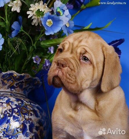 Щенки Бордоского дога