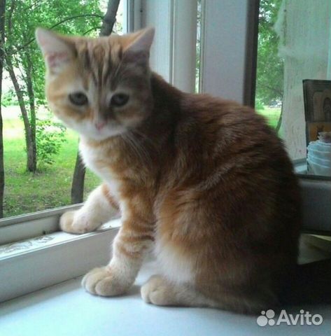 Кошечка шатландская