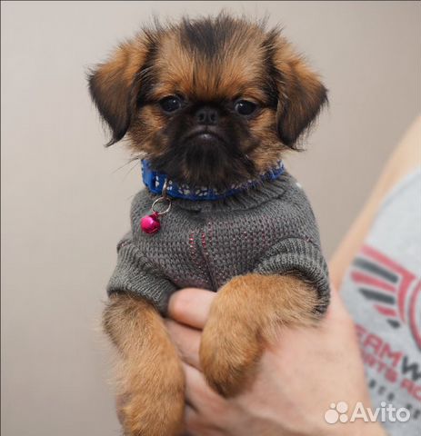 Красивый Брюссельчик