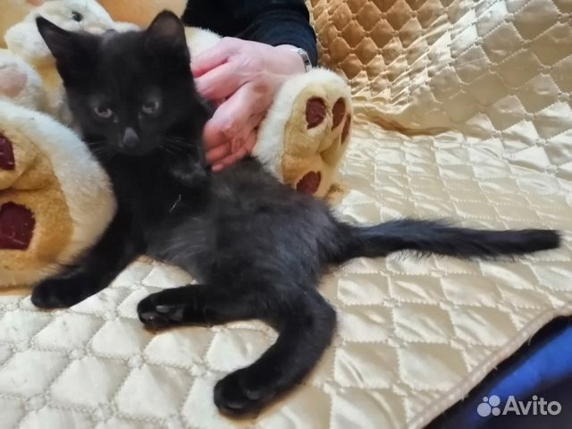 Отдам в добрые руки котёнка