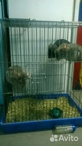 Шиншиллы с клеткой