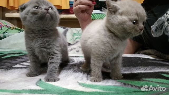 Котёнок шотландской вислоухой