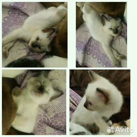 Сиамский котенок (мальчуган) в ожидании хозяина)