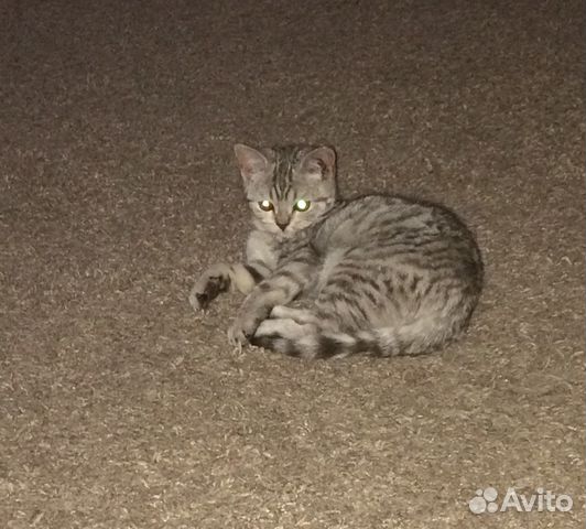 Британская киска