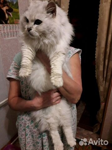 Кошечка в добрые руки Турецкая Ангора