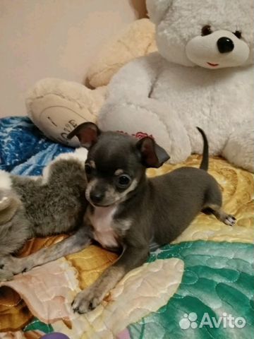 Мини мальчик чихуахуа