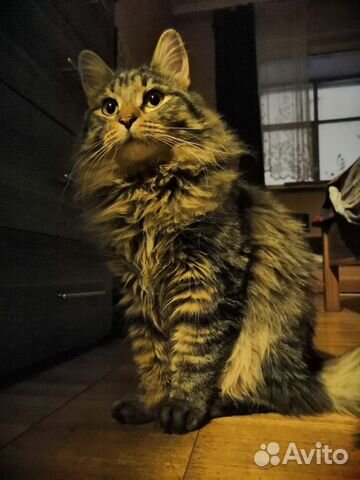 Сибирский котенок мальчик в дар
