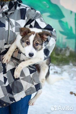 Принцесса Лея ищет дом