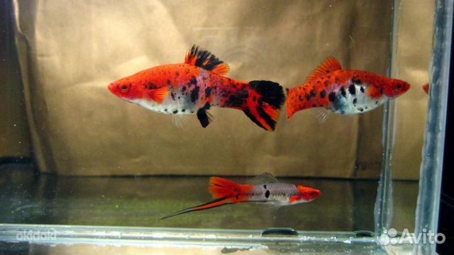 Меченосцы кои, санта-клаус