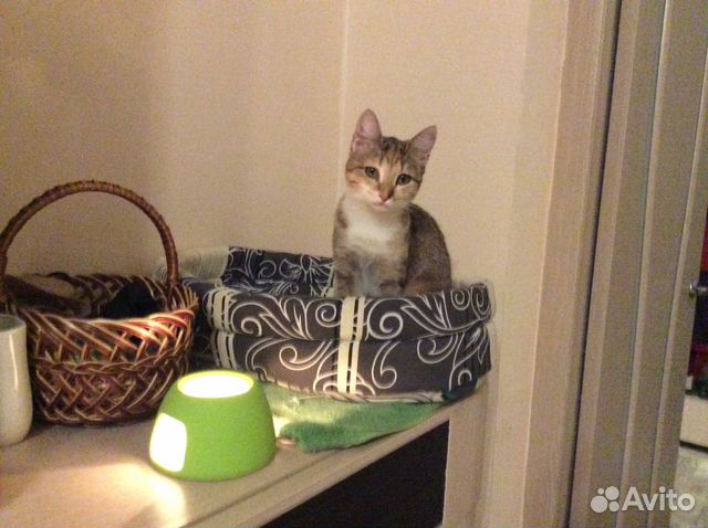 Продаю трехцветную кошечку