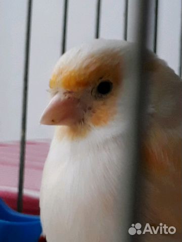 Муаровый кенарь