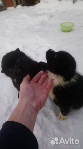 Продам щенков рел