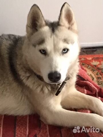 Найдена хаски девочка