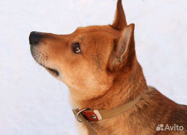 Пес в добрые руки