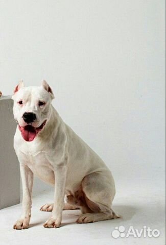 Щенки Аргентинского дога