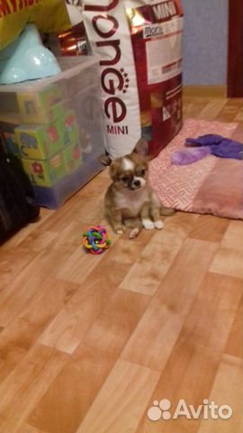 Курносое чудо