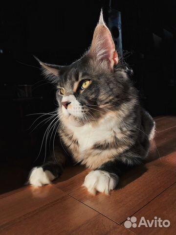 Усы кота кошки