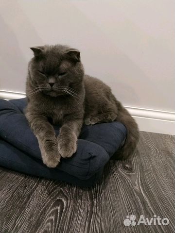 Шотландец вислоухий