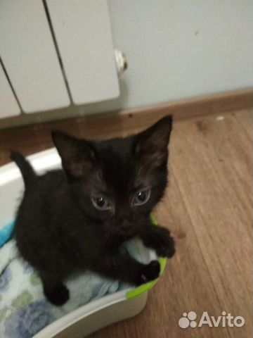 Пристрою котенка