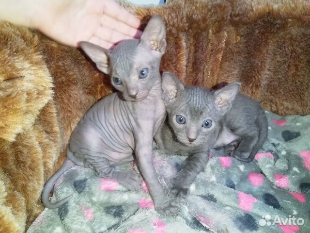 Милые дончата