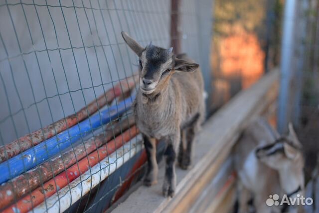 Камерунская козочка