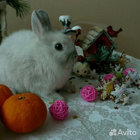 Карликовый кролик Ириска