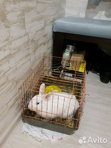 Кролик