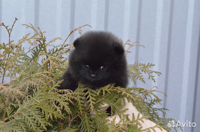 Черный Принц