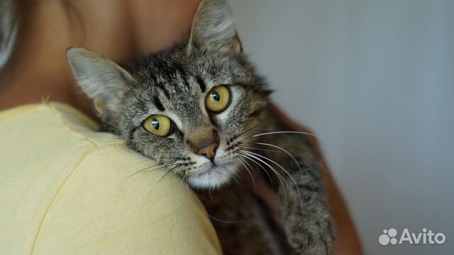 Ласковая полосатая мурлыка очень ищет дом
