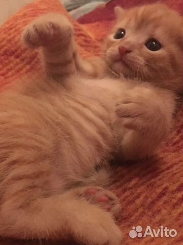 Рыжий котейка