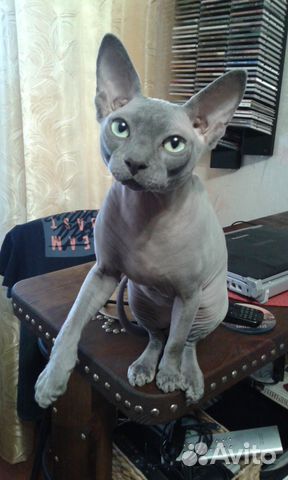 Вязка Канадский Сфинкс кот