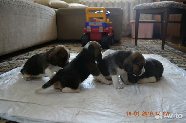 Щенки породы Бигль